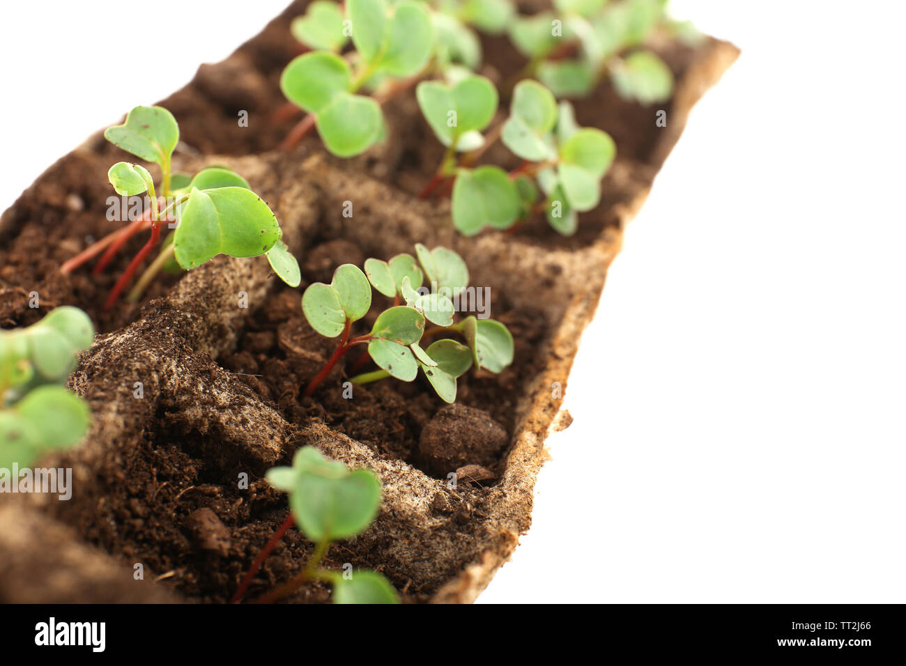 Radish growing tray hi-res stock photography and images - Alamy