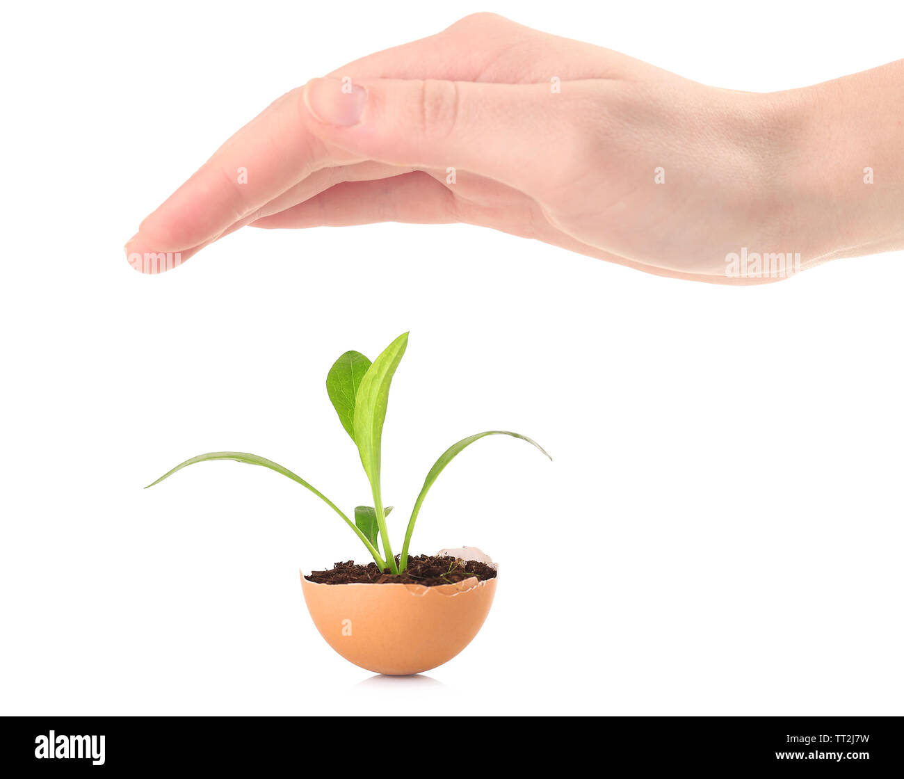 Human hands protecting young green plant in eggshell, isolated on white ...
