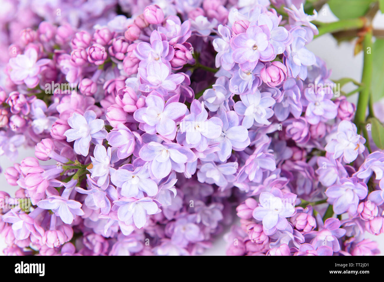 Beautiful lilac flowers close-up Stock Photo - Alamy