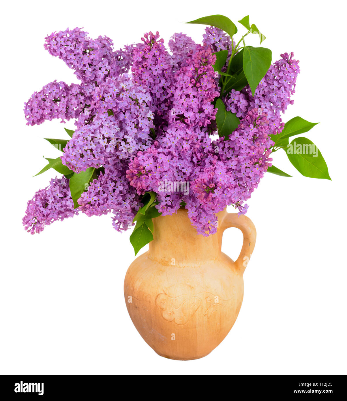 Beautiful lilac flowers in pitcher isolated on white Stock Photo - Alamy