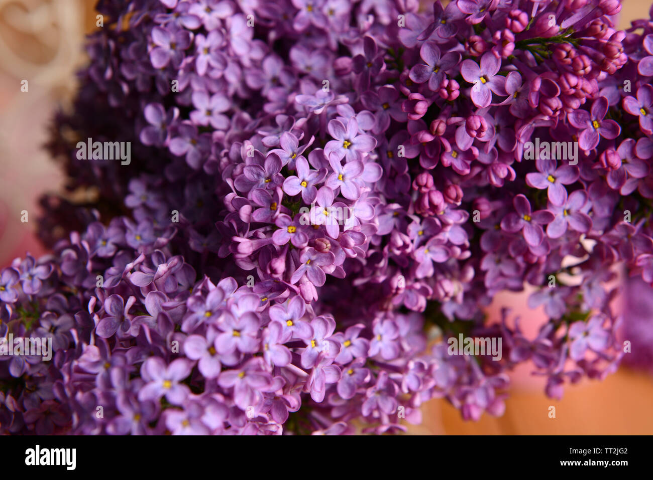 Beautiful lilac flowers close-up Stock Photo - Alamy