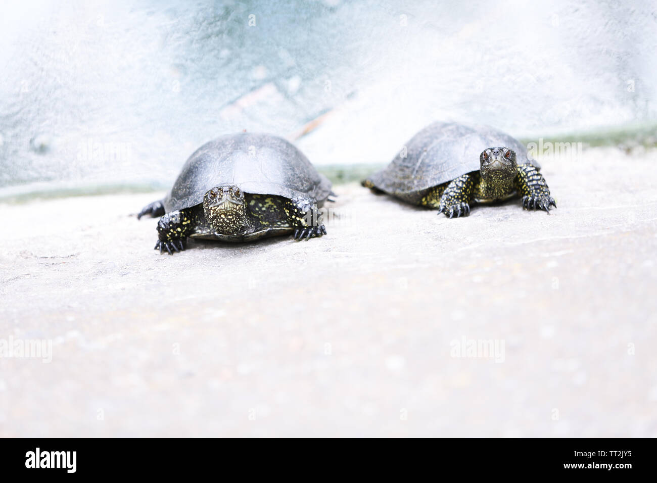 Endemic turtles hi-res stock photography and images - Alamy