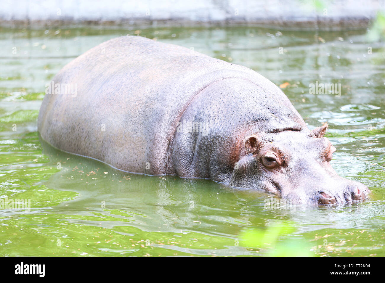 Hippo in water Stock Photo - Alamy
