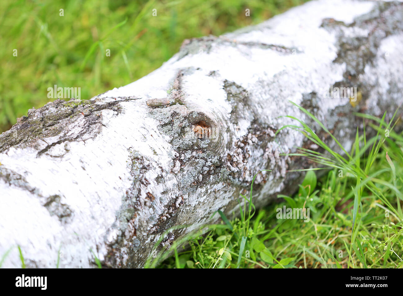 Tree trunk on grass Stock Photo - Alamy