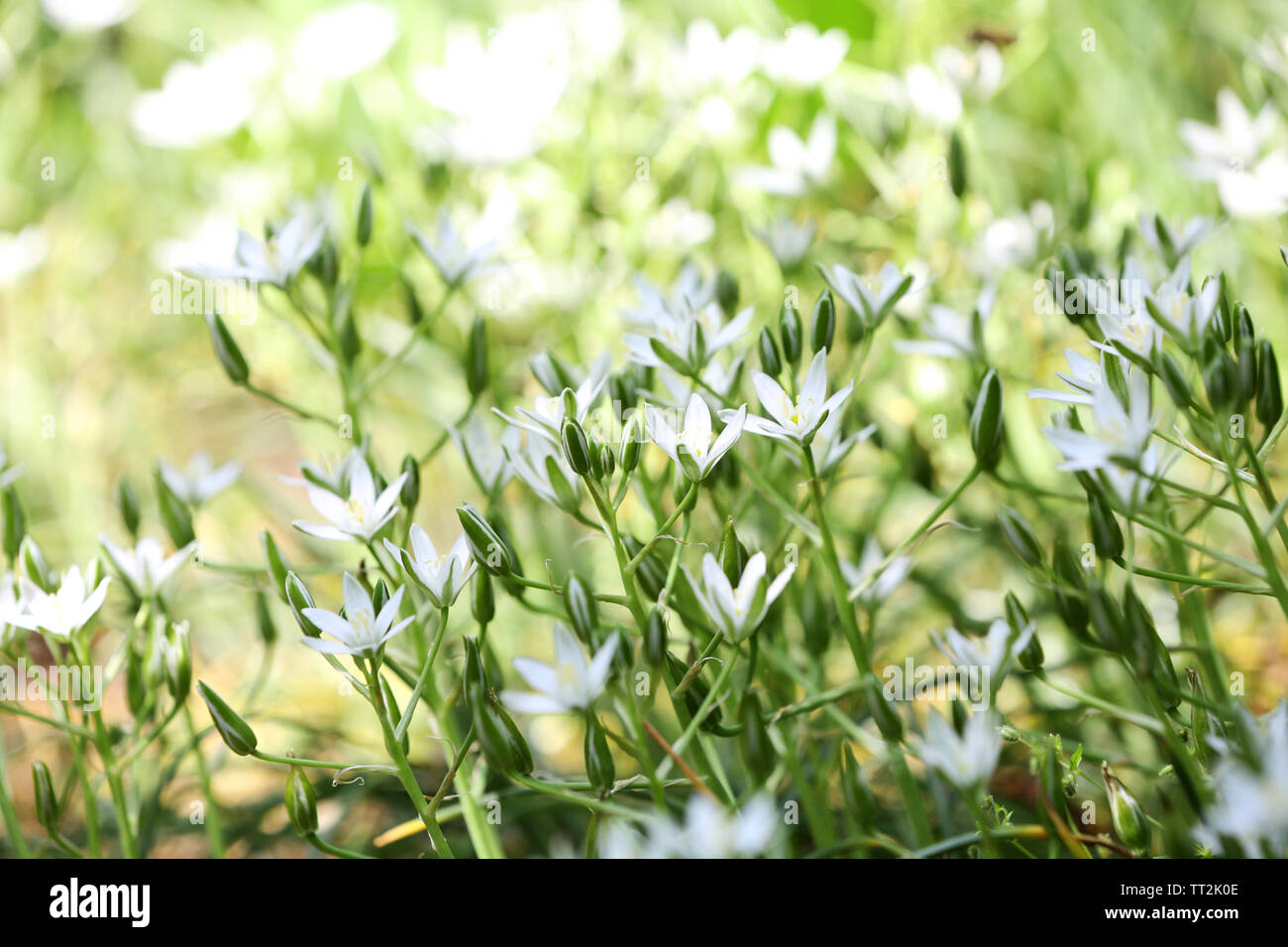 Little spring flowers, outdoors Stock Photo - Alamy