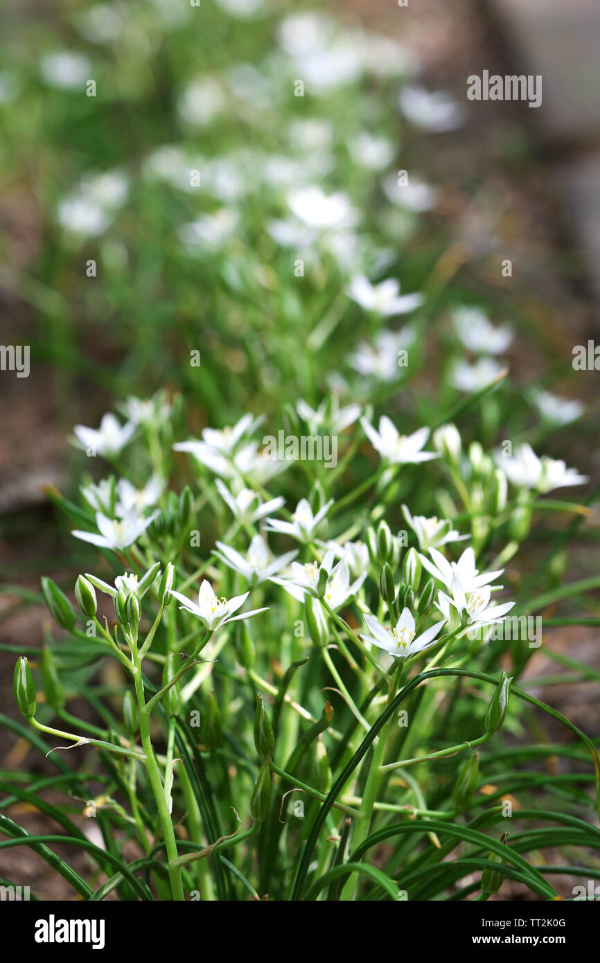 Little spring flowers, outdoors Stock Photo - Alamy