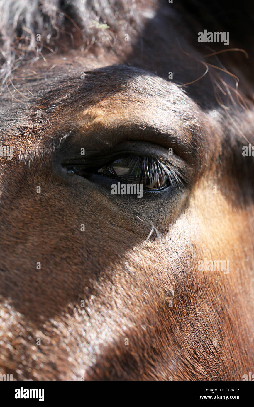 Horse retina hi-res stock photography and images - Alamy