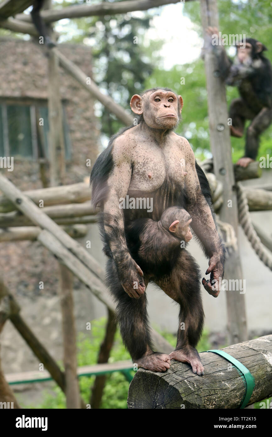 Chimpanzee in zoo Stock Photo - Alamy