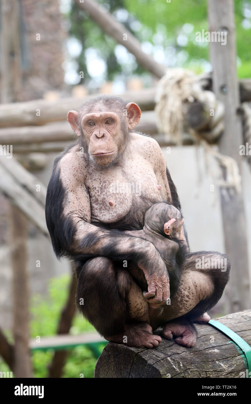 Chimp zoo group hi-res stock photography and images - Alamy