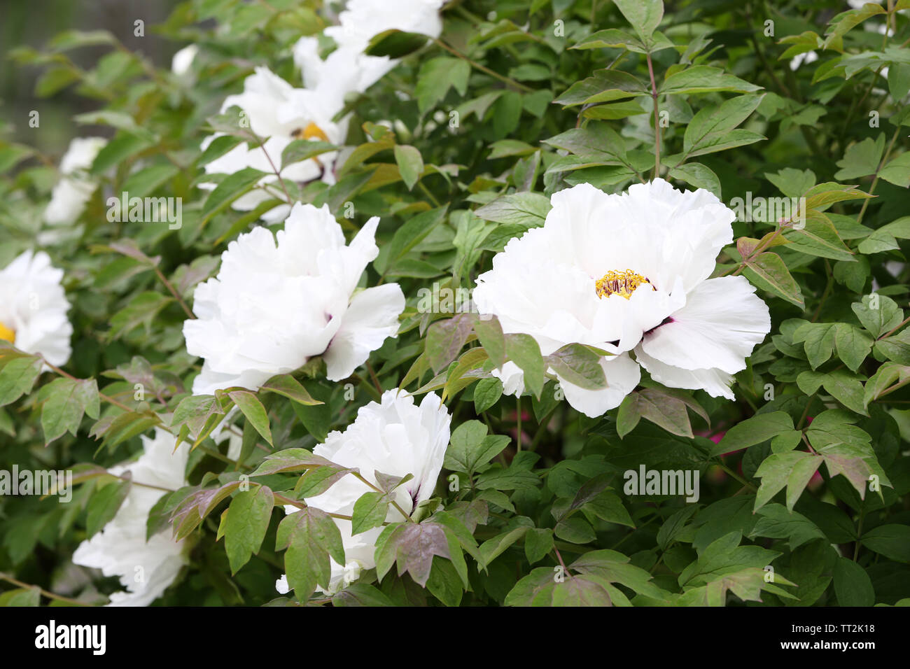 Beautiful flowering bush in garden Stock Photo - Alamy