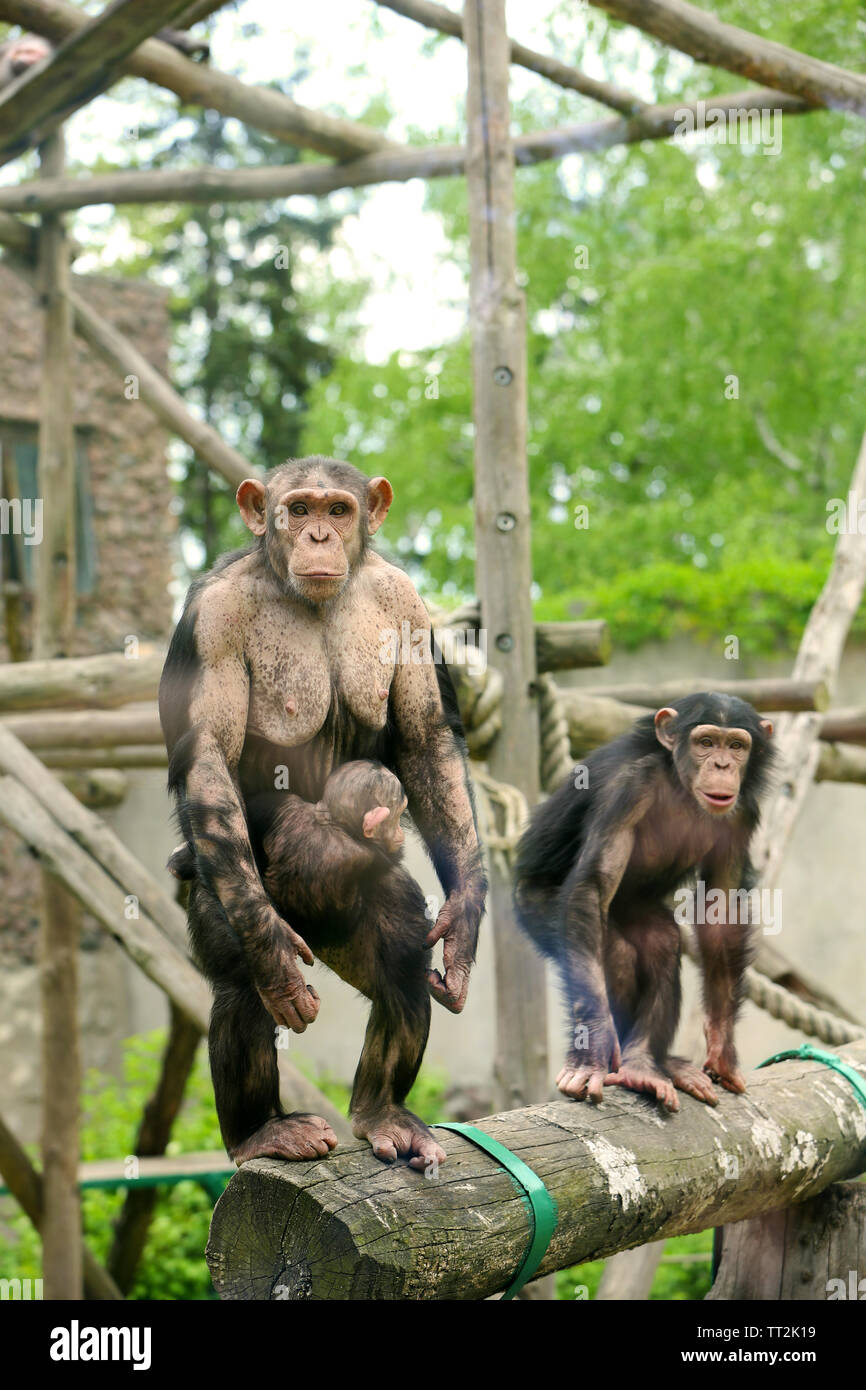 Chimpanzee in zoo Stock Photo - Alamy
