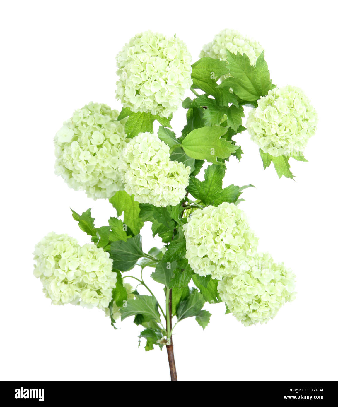 White Hydrangea isolated on white Stock Photo - Alamy