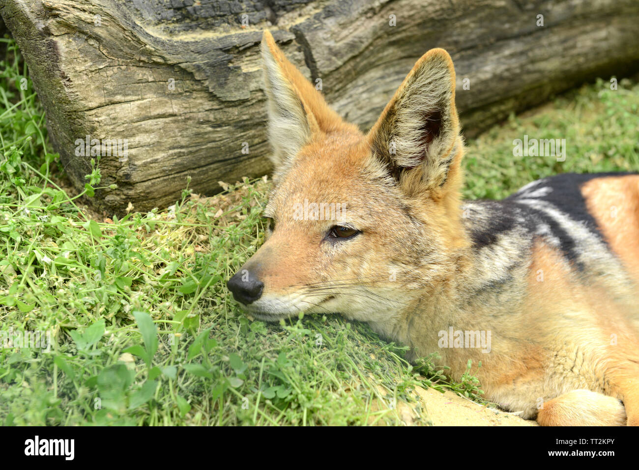Jackal at zoo Stock Photo - Alamy