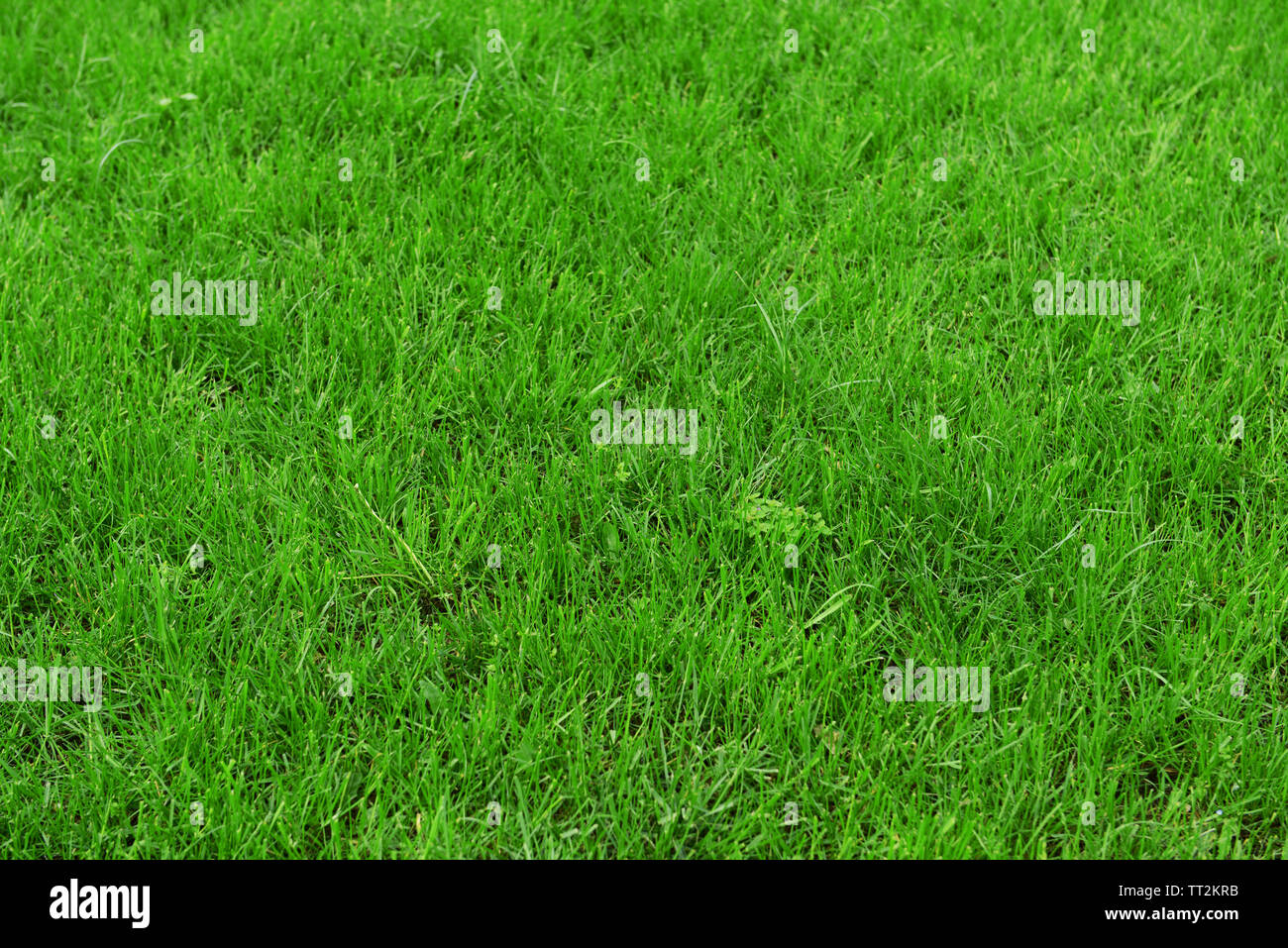 Beautiful spring grass outdoors Stock Photo - Alamy