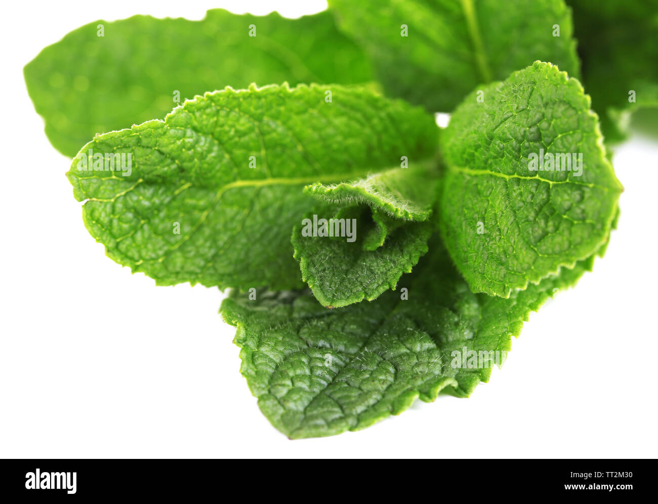 Mint isolated on white Stock Photo - Alamy