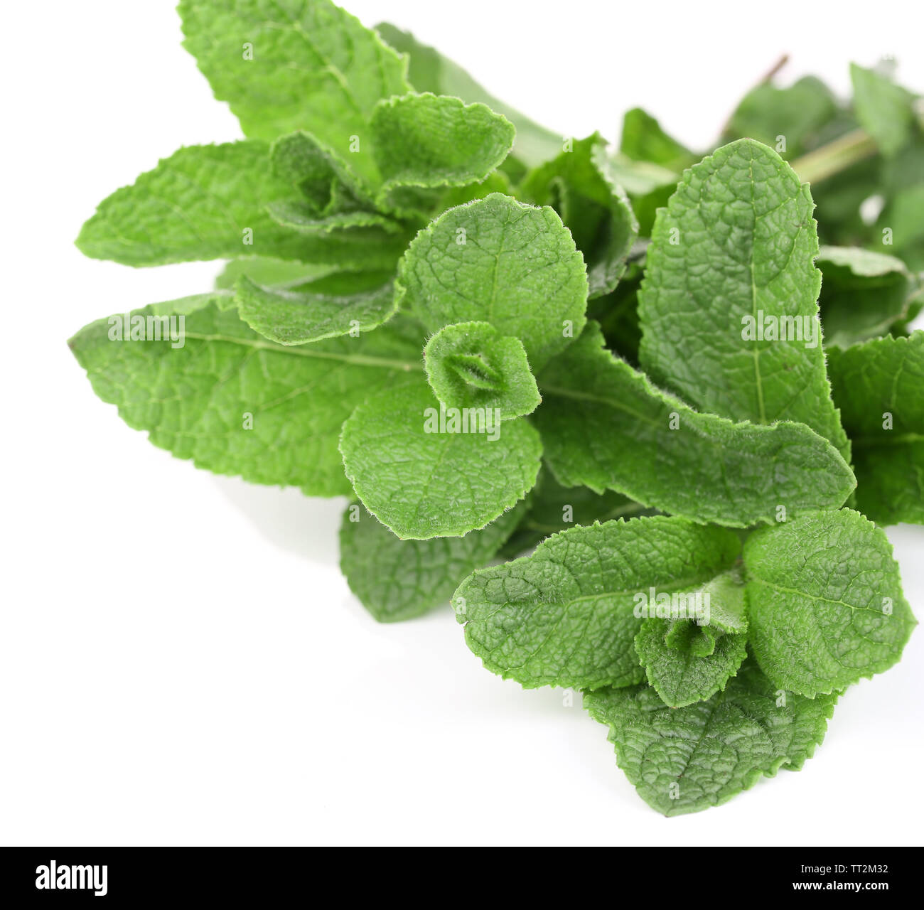 Mint isolated on white Stock Photo - Alamy