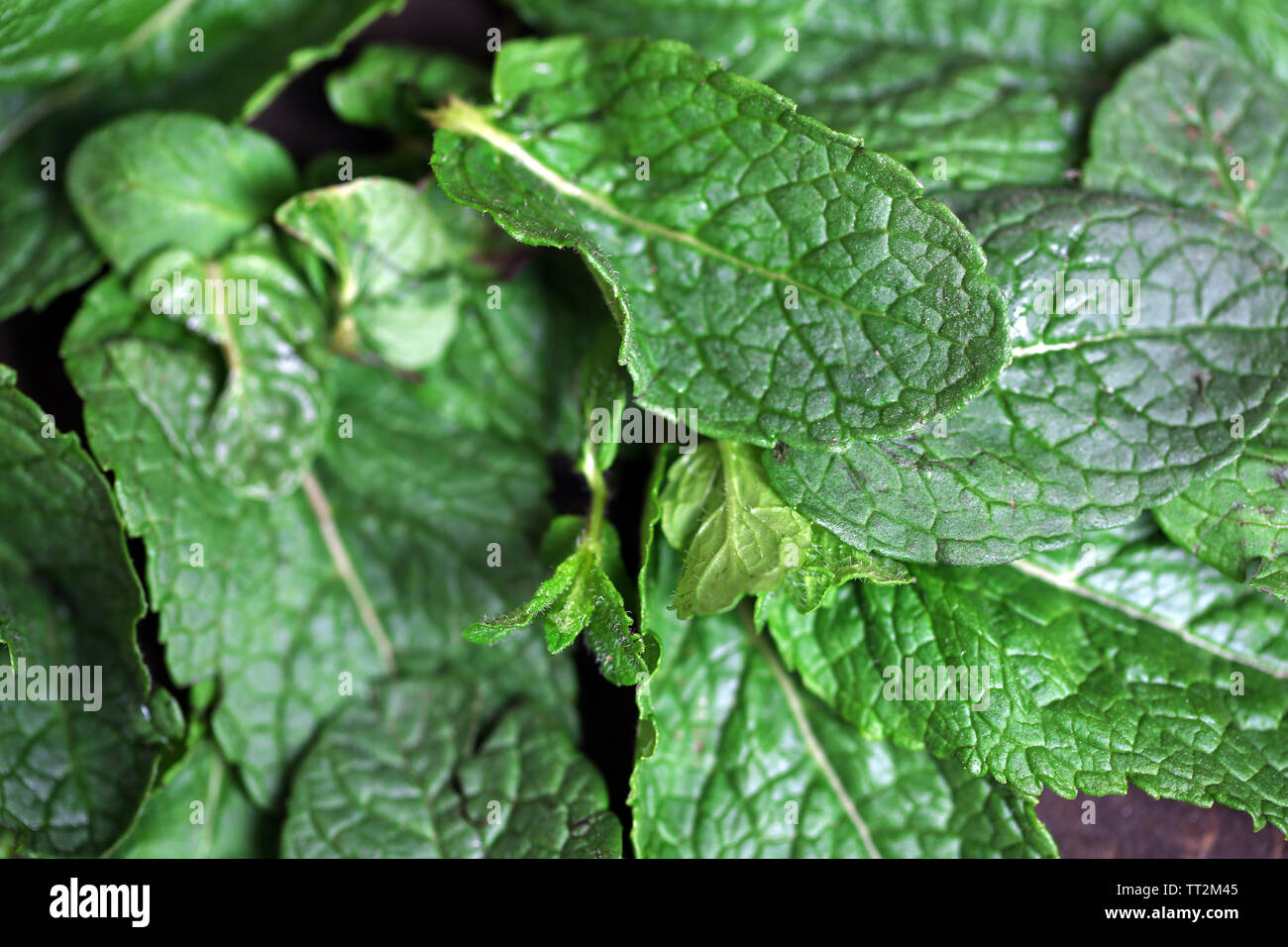 Mint leaves background Stock Photo - Alamy