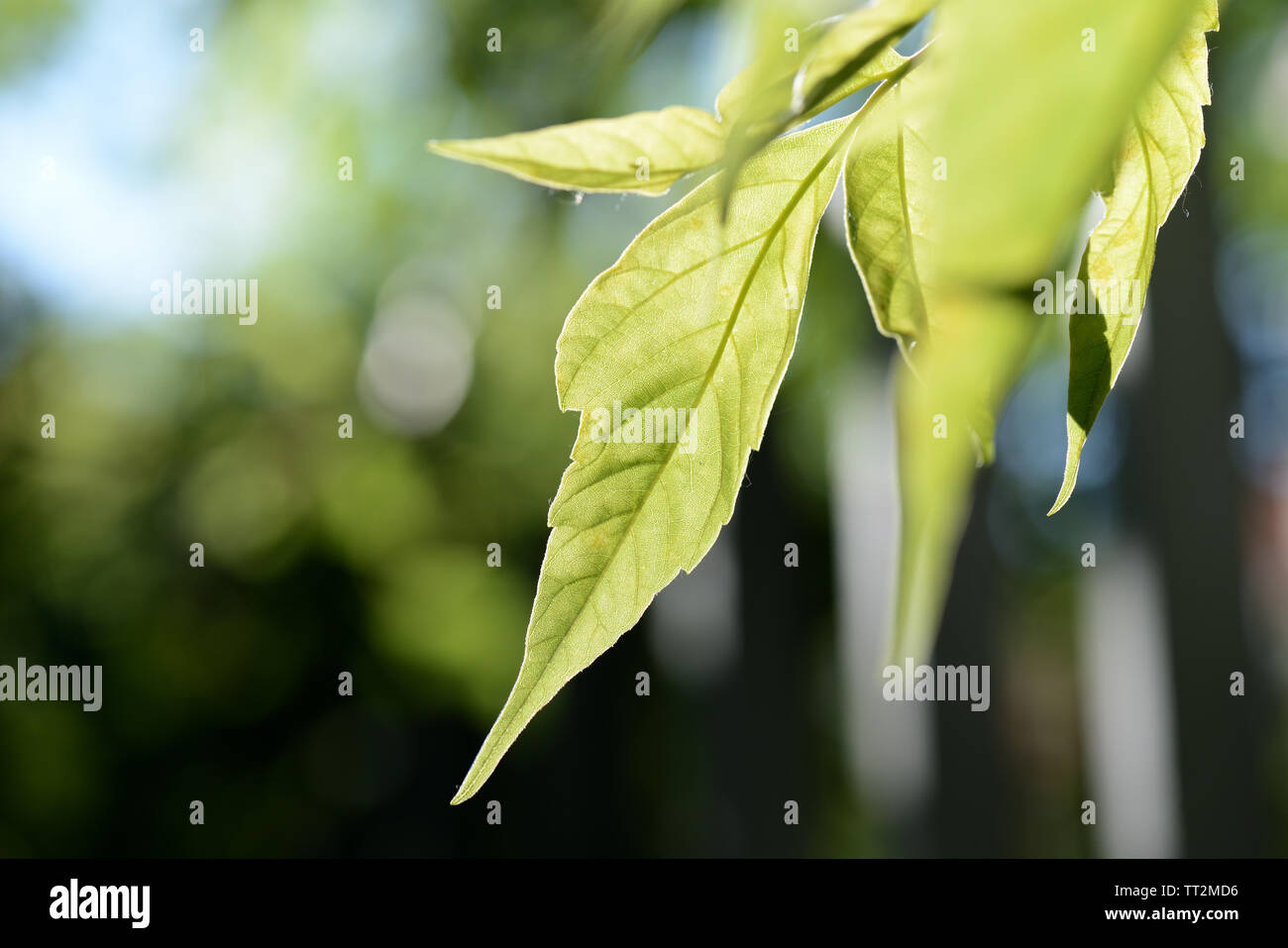 Backlit maple leaf detail hi-res stock photography and images - Alamy
