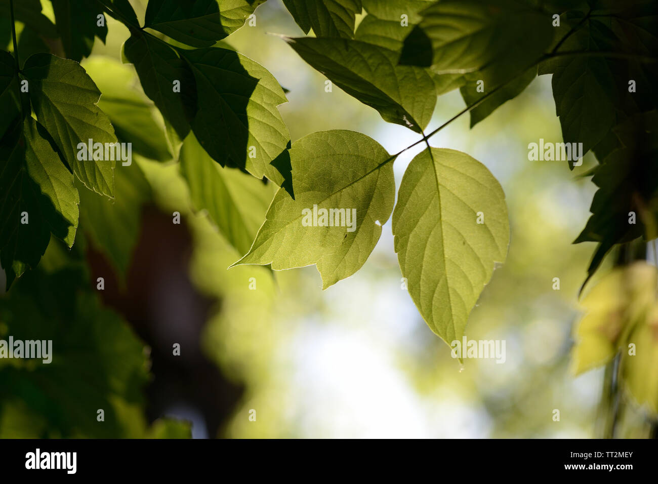 Maple leaf backside hi-res stock photography and images - Alamy