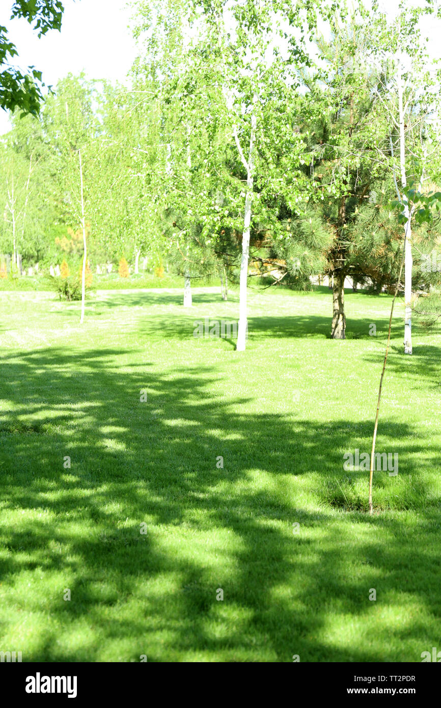 Tree shadow on green grass Stock Photo - Alamy