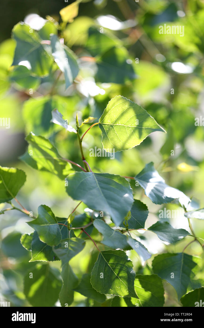 Beautiful spring leaves on tree, outdoors Stock Photo - Alamy