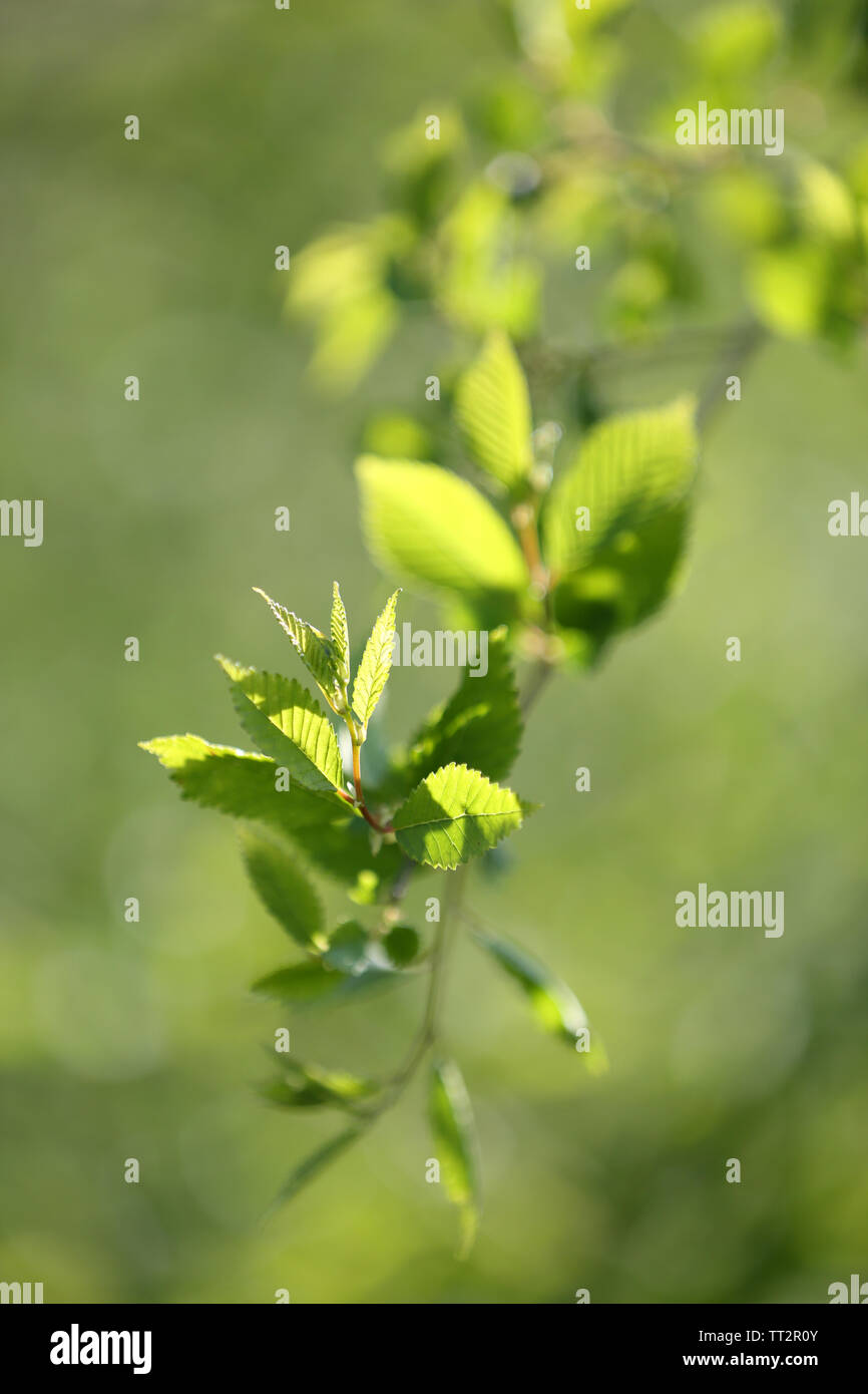 Beautiful spring leaves on tree, outdoors Stock Photo - Alamy