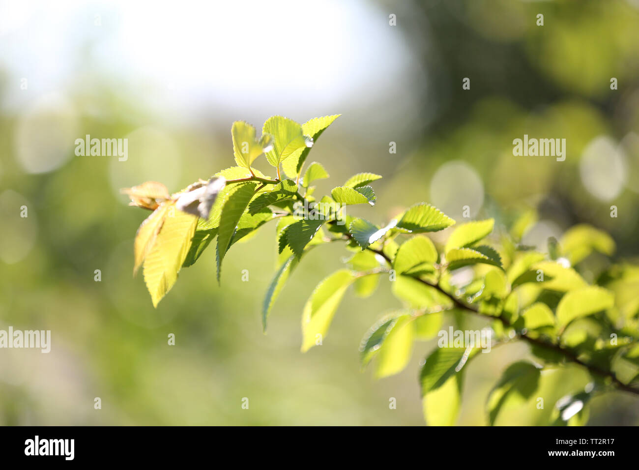 Beautiful spring leaves on tree, outdoors Stock Photo - Alamy