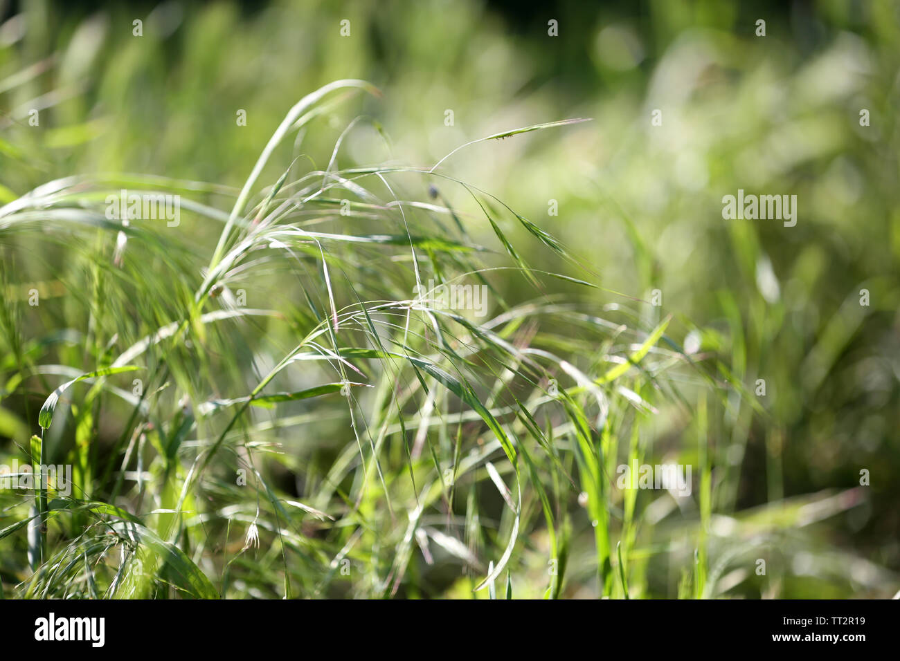 Beautiful green grass, outdoors Stock Photo - Alamy