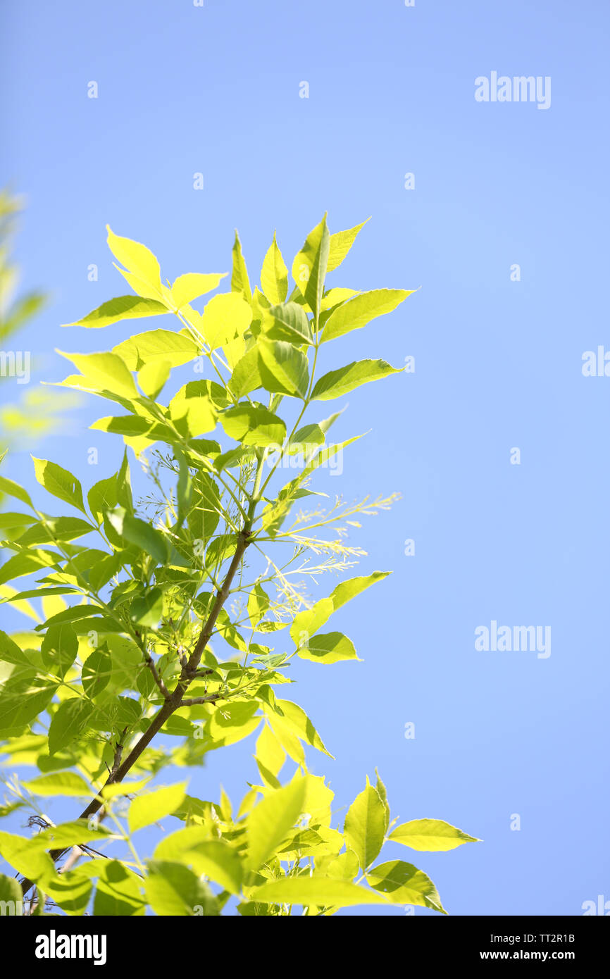 Beautiful spring leaves on tree, outdoors Stock Photo - Alamy