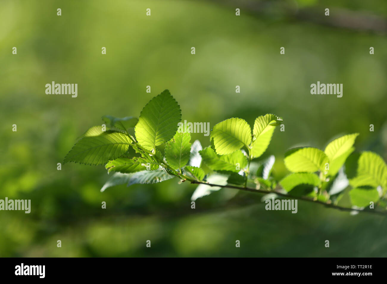 Beautiful spring leaves on tree, outdoors Stock Photo - Alamy