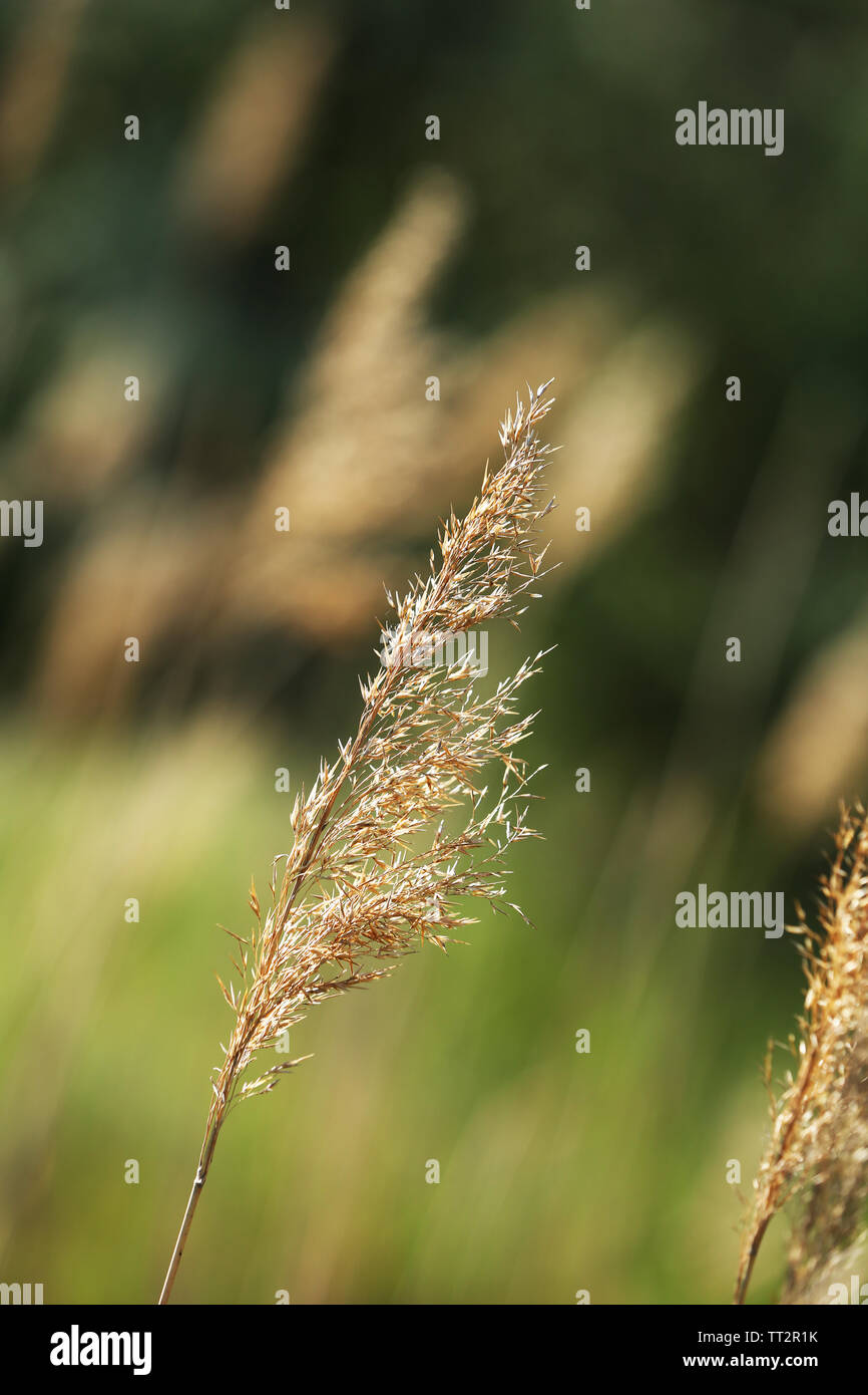 Beautiful grass, outdoors Stock Photo - Alamy