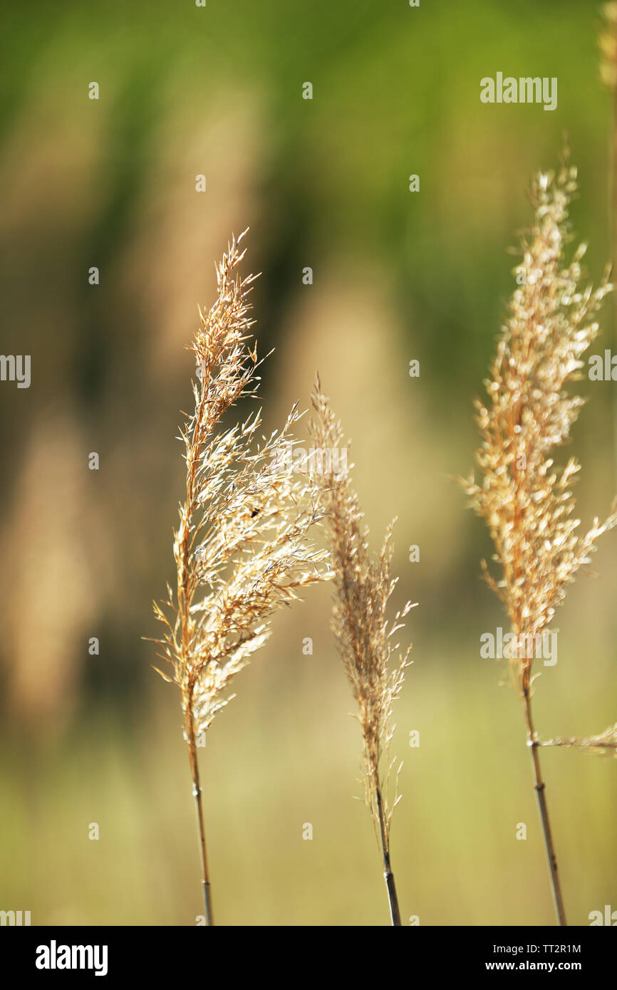 Beautiful grass, outdoors Stock Photo - Alamy