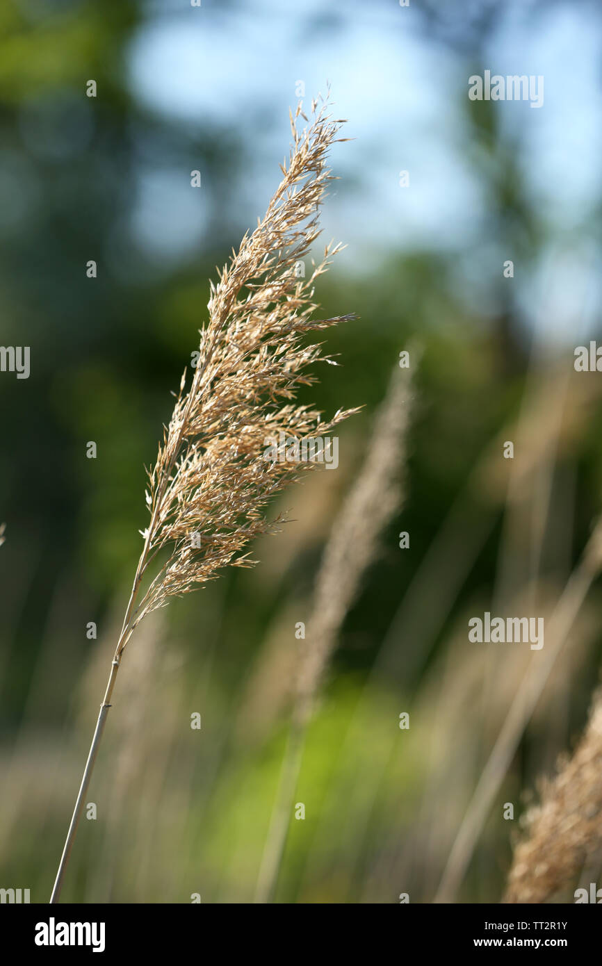 Beautiful grass, outdoors Stock Photo - Alamy