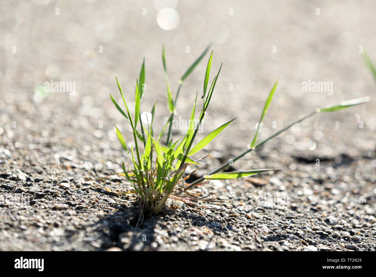 Beautiful green grass, outdoors Stock Photo - Alamy