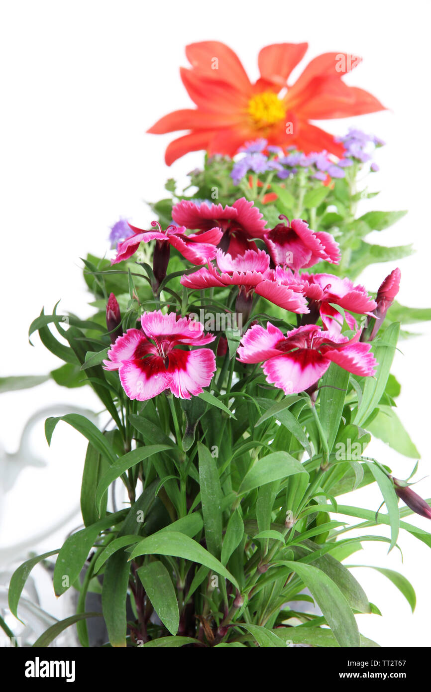 Flowers in decorative pots, close-up, isolated on white Stock Photo - Alamy