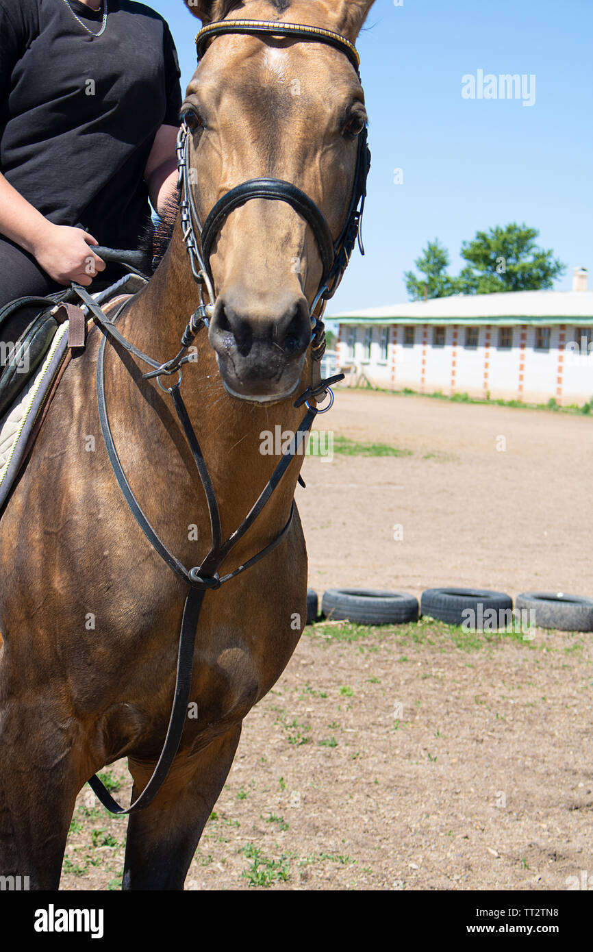 girl is riding arabian strong horse for racing Stock Photo - Alamy