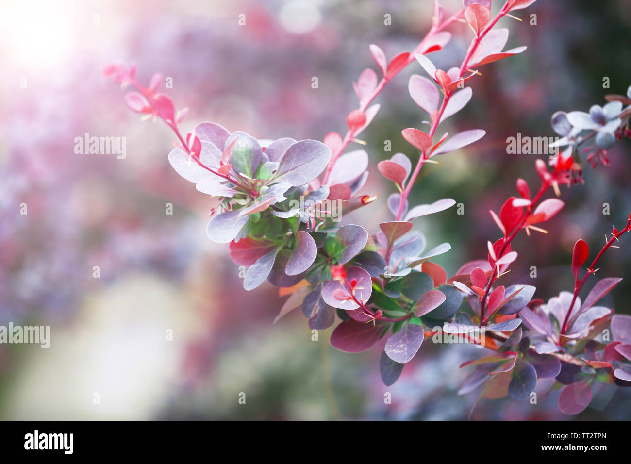 Leaves on bush in the garden Stock Photo - Alamy