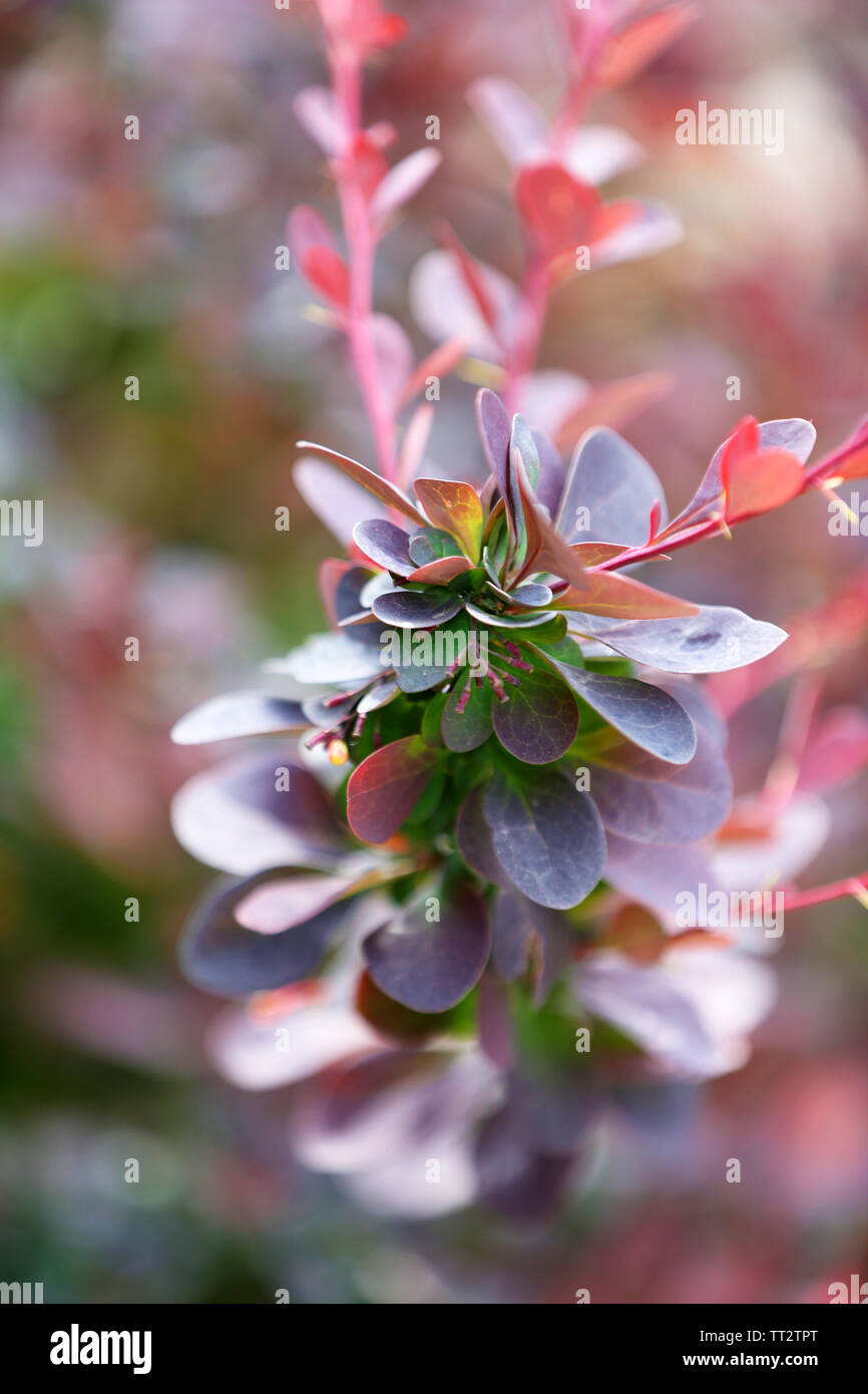 Leaves on bush in the garden Stock Photo - Alamy