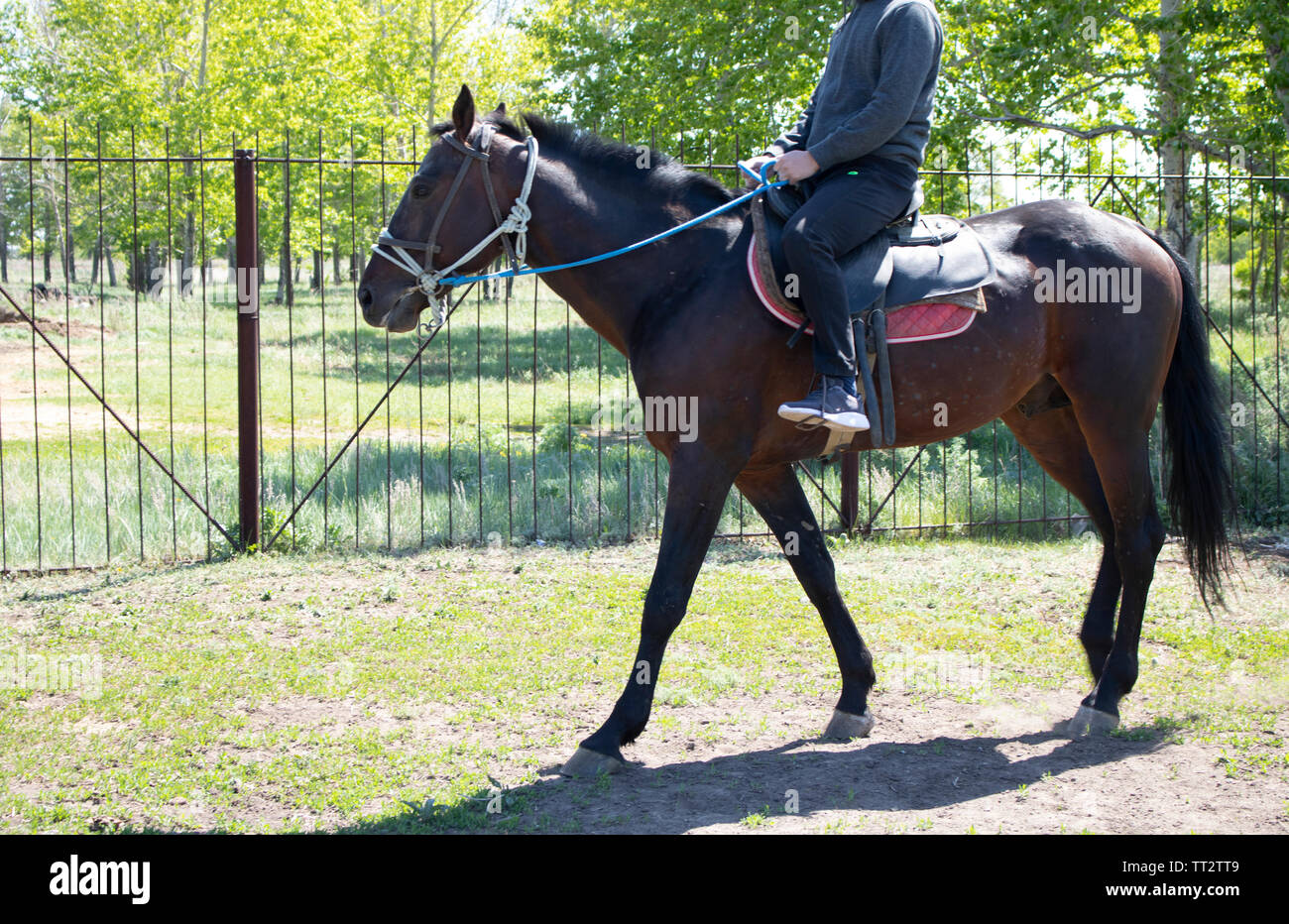 arabian strong horse for racing Stock Photo - Alamy