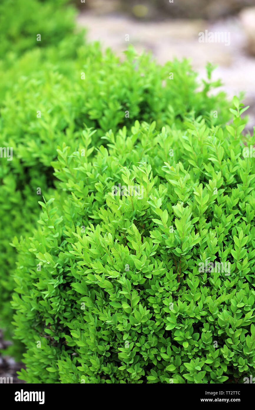 Bush in the garden Stock Photo - Alamy