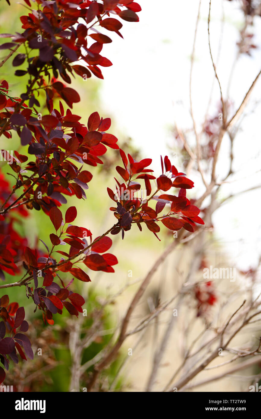 Leaves on bush in the garden Stock Photo - Alamy
