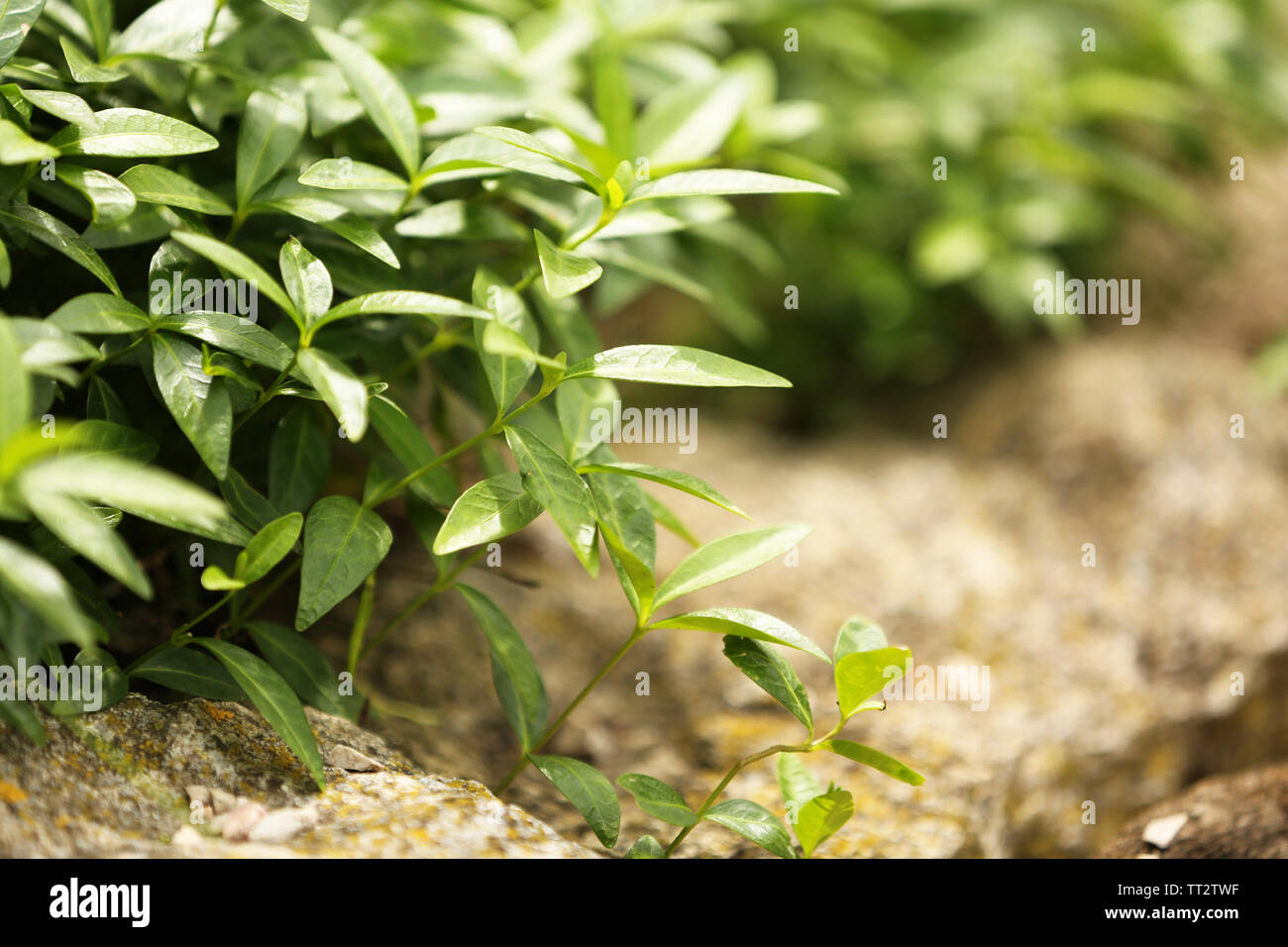 Bush in the garden Stock Photo - Alamy
