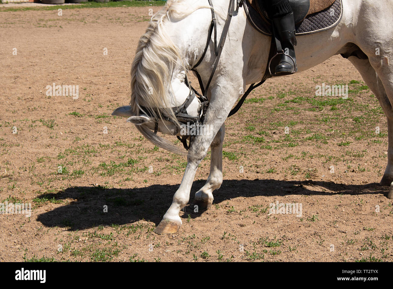 arabian strong horse for racing Stock Photo - Alamy