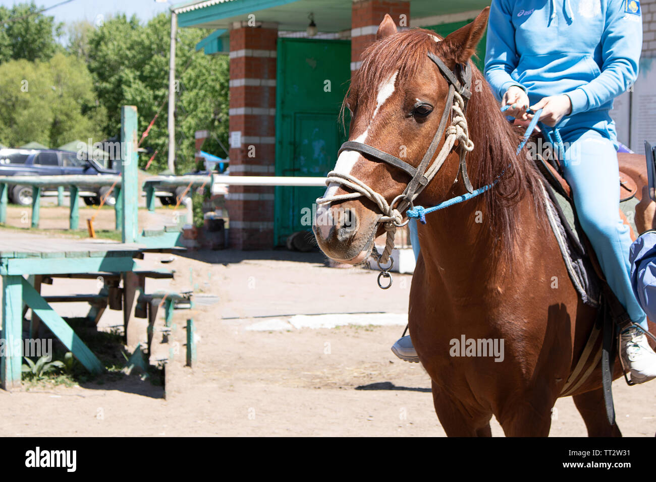 stallion has long mane, stable background Stock Photo - Alamy