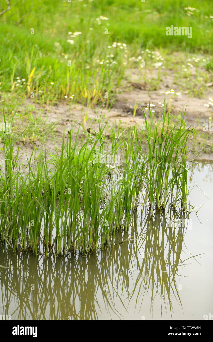 Beautiful green grass in water Stock Photo - Alamy