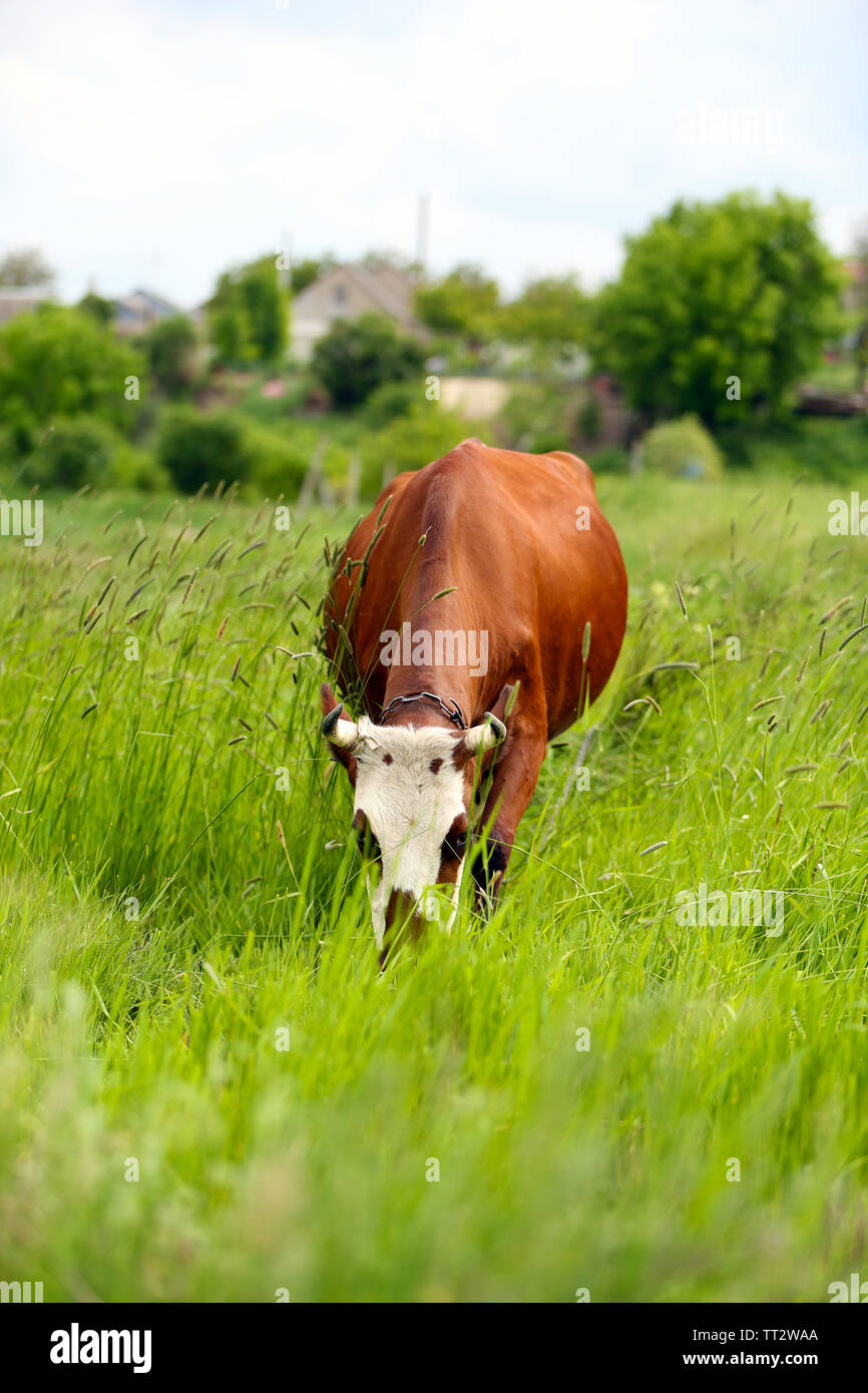 Cow on a summer pasture Stock Photo - Alamy