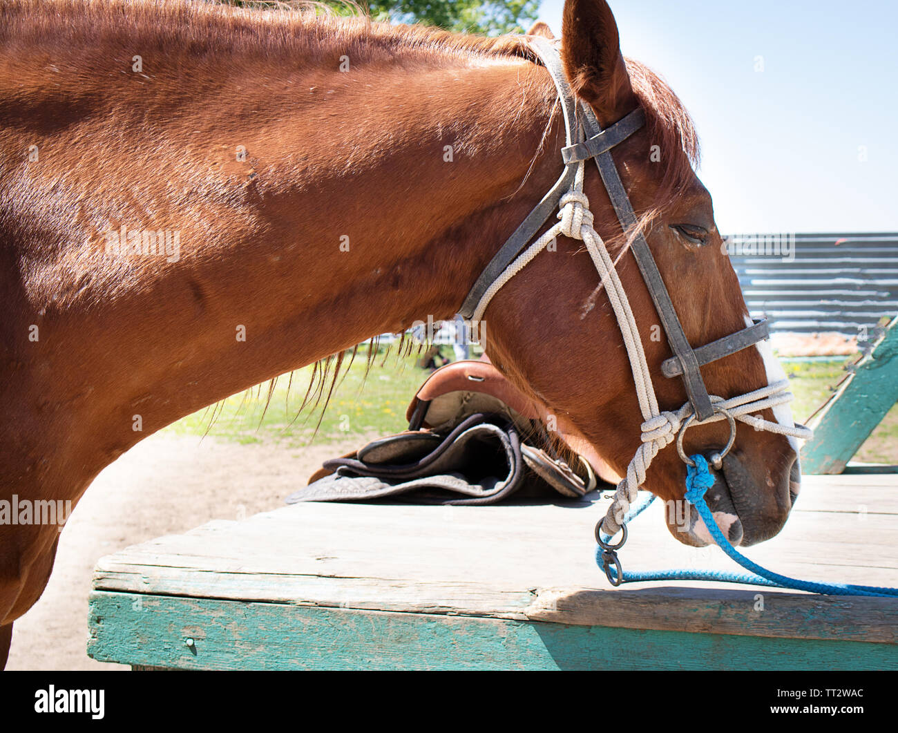 blue bridle on stallion without mane, asian horse Stock Photo - Alamy