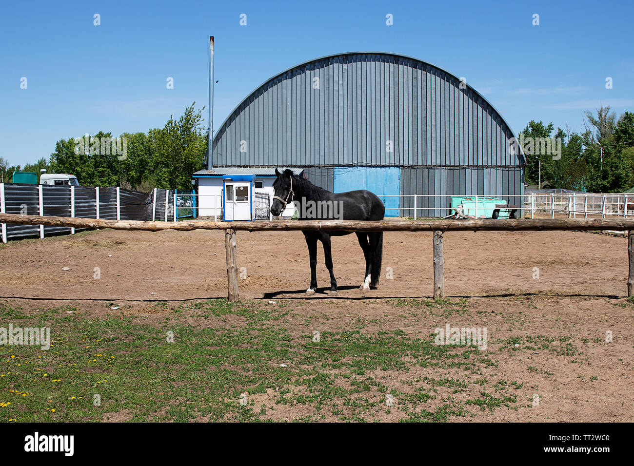 black horse near the stable, barn background Stock Photo - Alamy