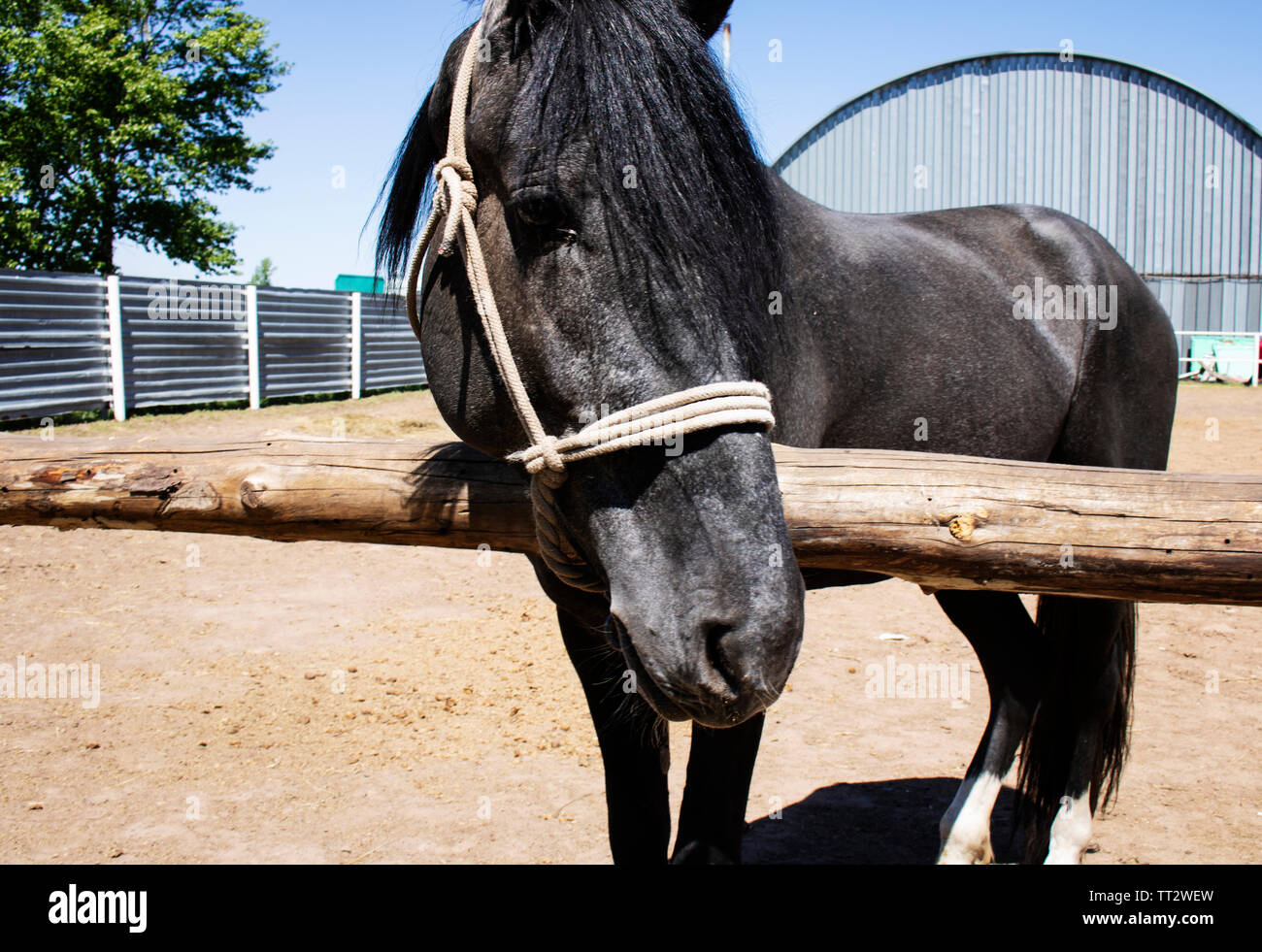 stallion has long mane, stable background Stock Photo - Alamy