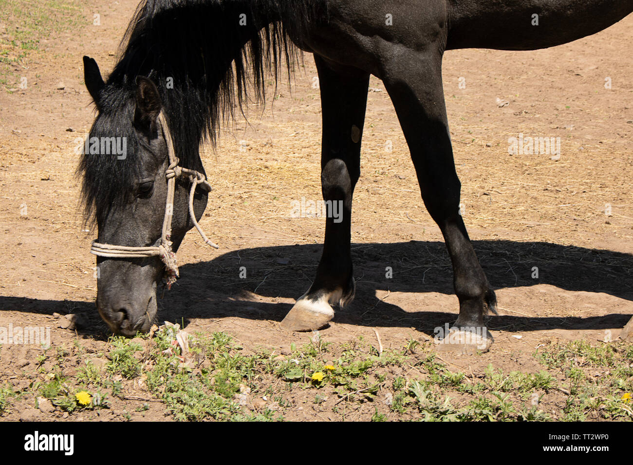 asian horse, young stallion on farmyard, rancho Stock Photo - Alamy